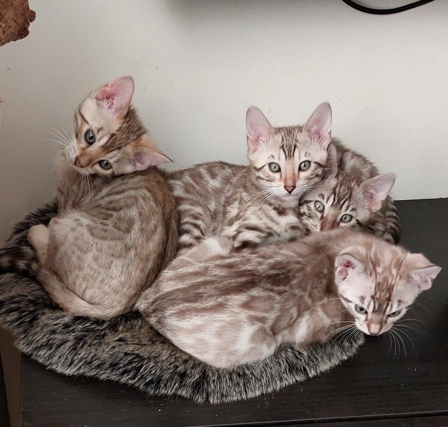 Gezonde kittens. - Airashii